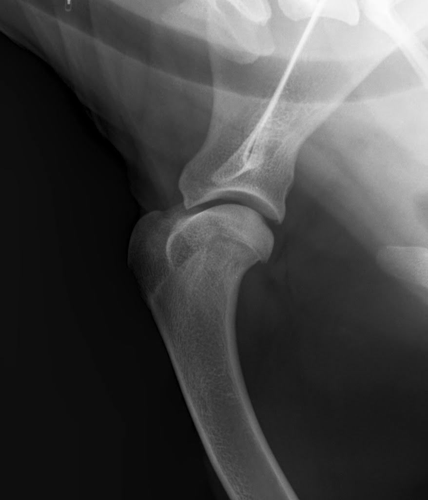 Traumatología y Ortopedia Veterinaria: Ortopedia