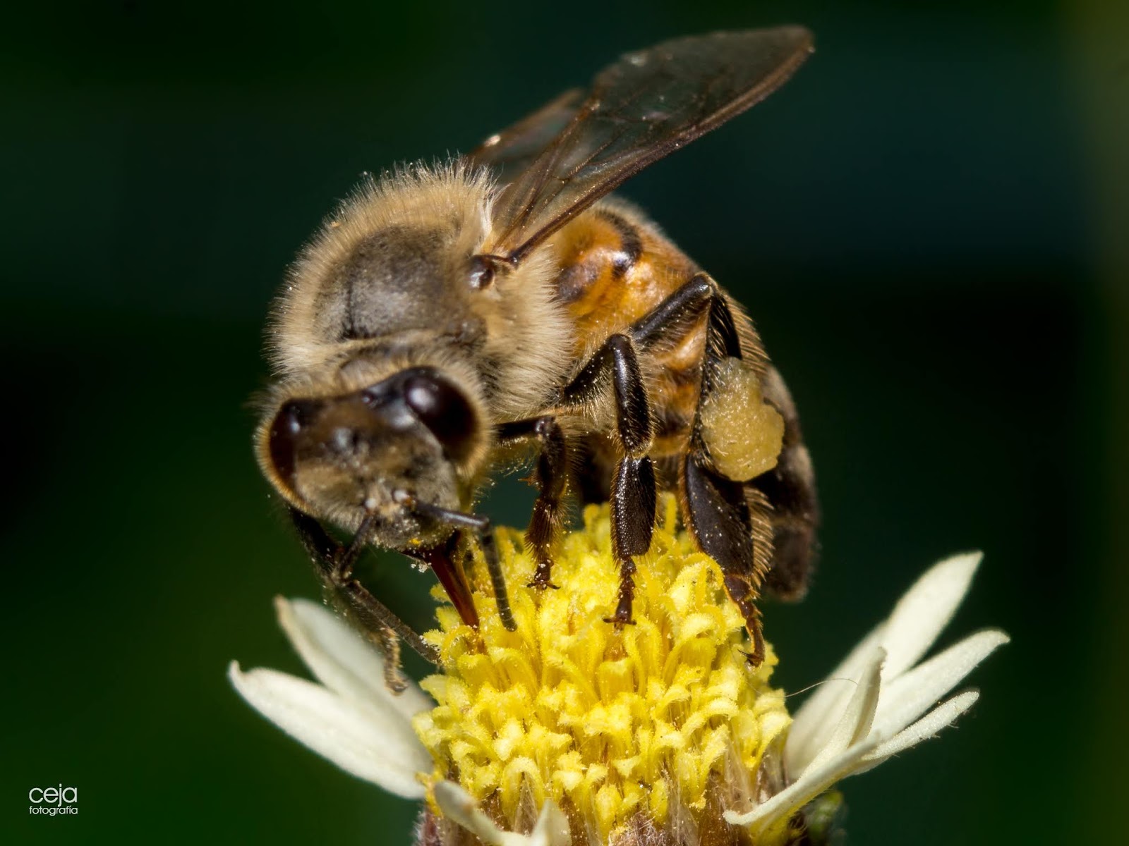 CEJA | Fotografía: Abeja Europea - Honey Bee - (Apis mellifera)