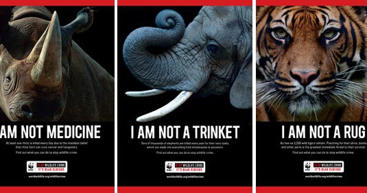 Phillip's Natural World 1.0.3: Brilliant Anti-Poaching Campaign