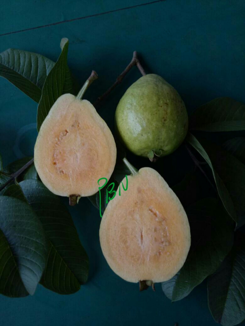 PBN: Jambu biji Yellow Brazil