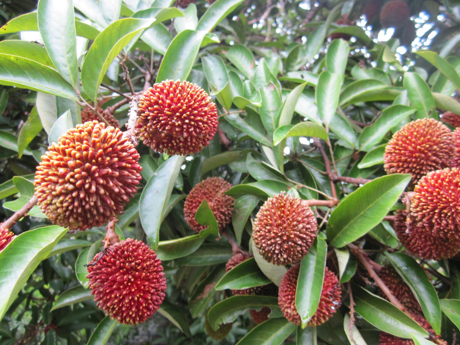 Sekadar Coretan..................: Musim Buah Kembali Lagi