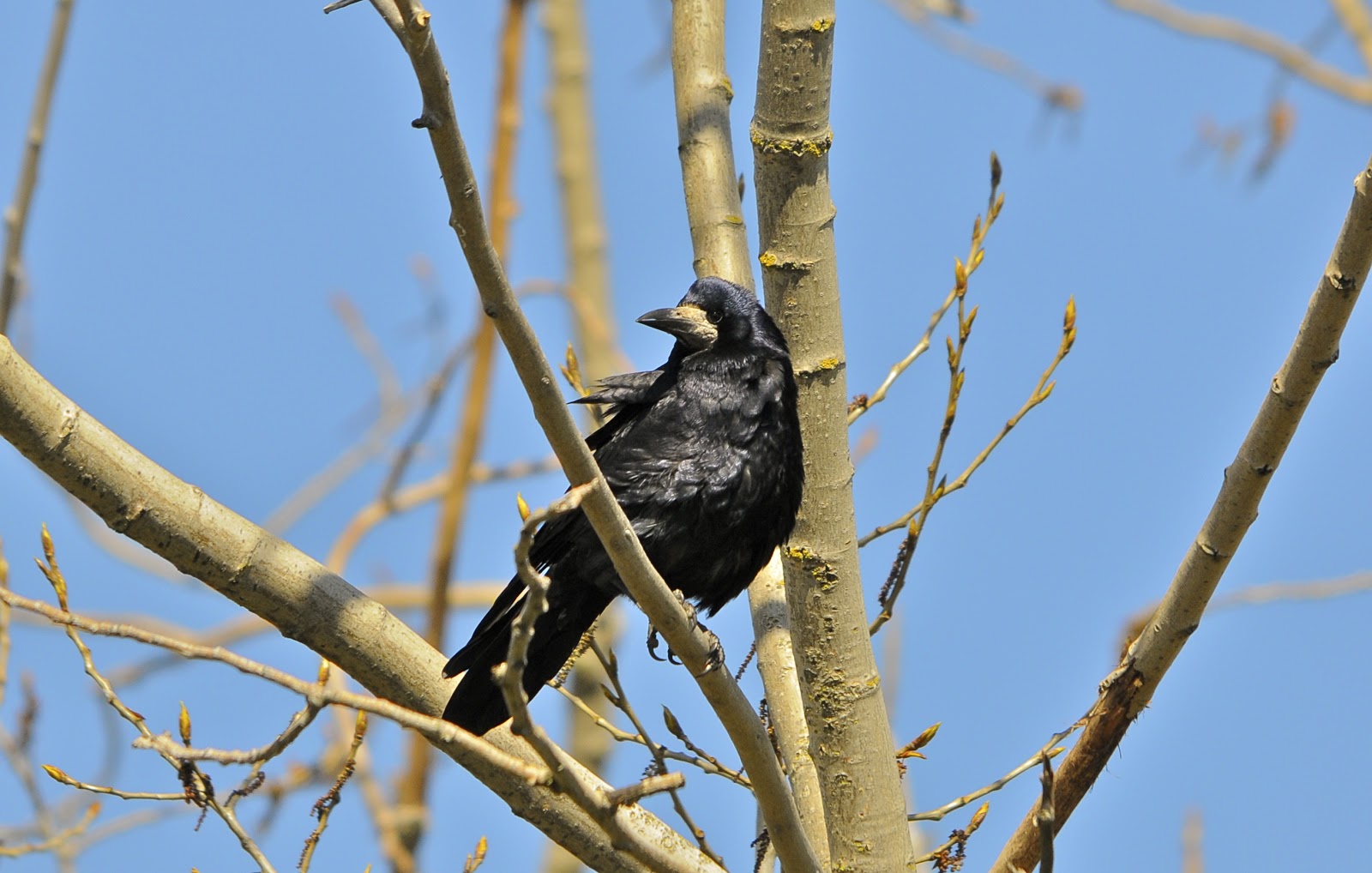 EL NIDO DEL XUAN: LA GRAJA. (Corvus frugilegus)