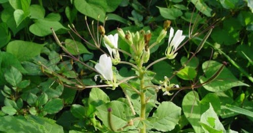 Mazingira Natural Products-MNP: MIUJIZA YA MGAGANI KUTIBU MAUMIVU YA HEDHI