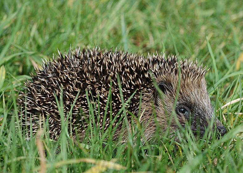A Guide to Garden Wildlife: Programme Three: Hedges
