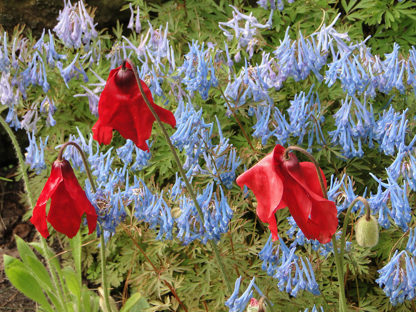 Meconopsis World - A Visual Reference: Red / Mauve Drooping Flowers