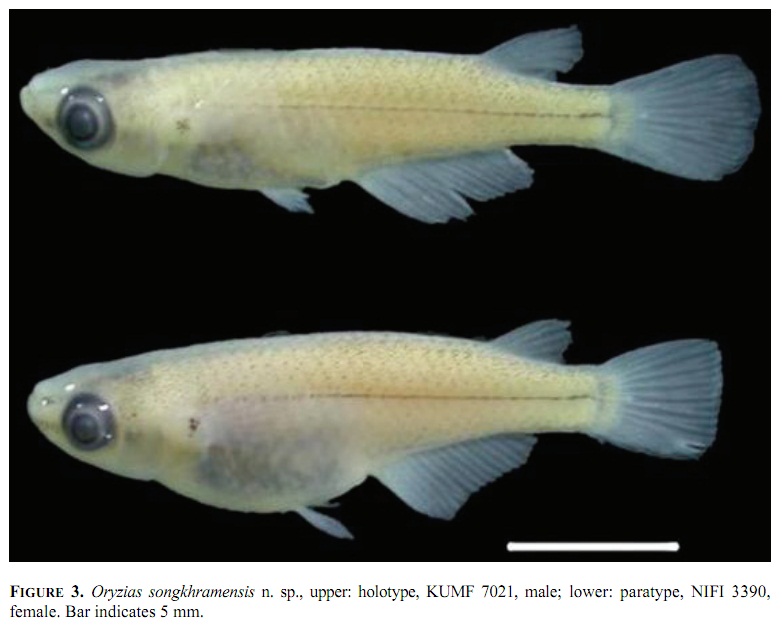 Species New to Science: [Ichthyology • 2010] ปลาซิวข้าวสารแม่น้ำสงคราม ...