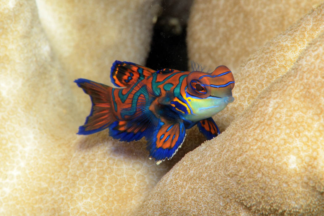 Savannah: The Elusive Mandarin Fish