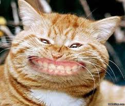 HD Animals: cat smiling teeth