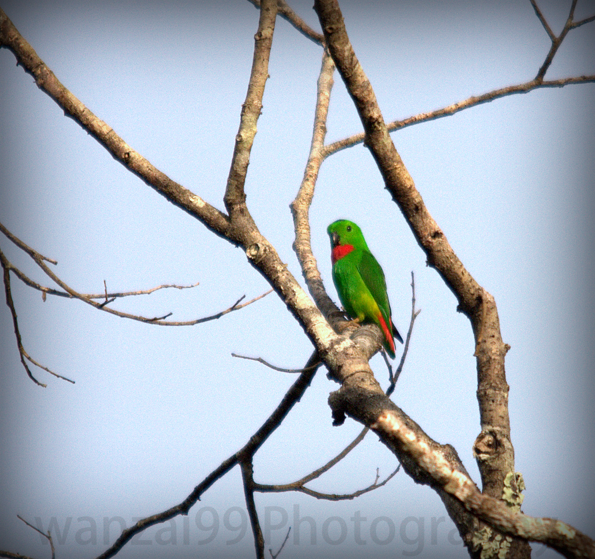 wanzai99 PHOTOGRAPHY: Burung Serindit