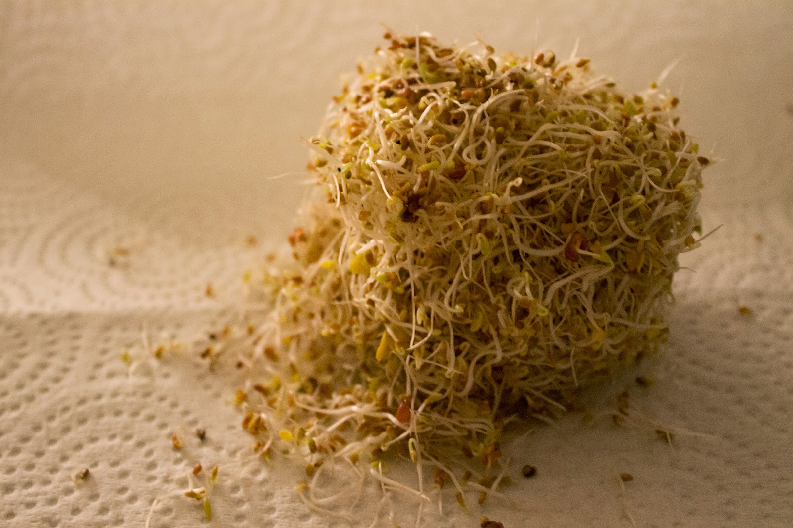 Culinary Spatterings: DIY Organic Sprouts