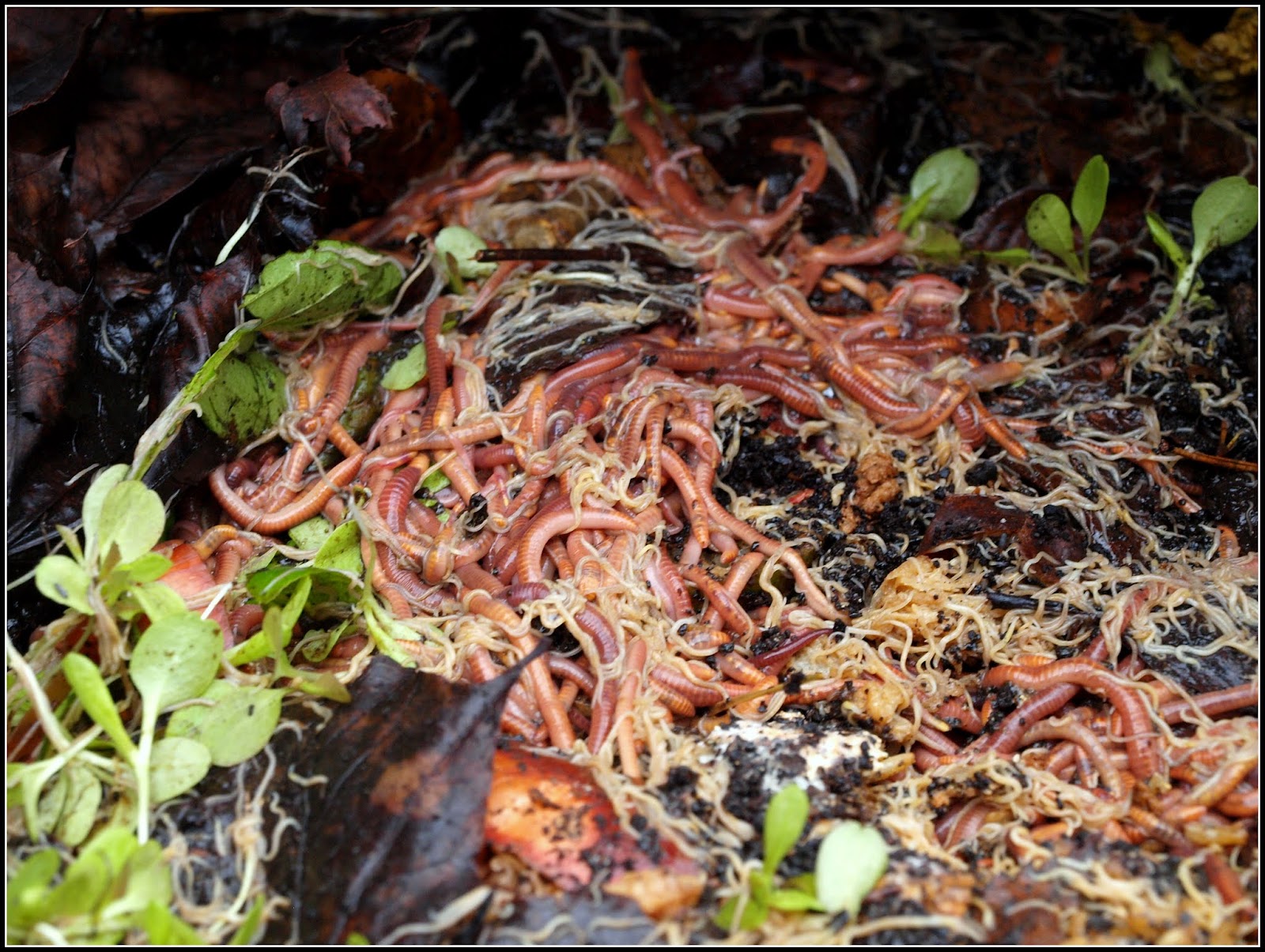 Mark's Veg Plot: Anti-Badger defences