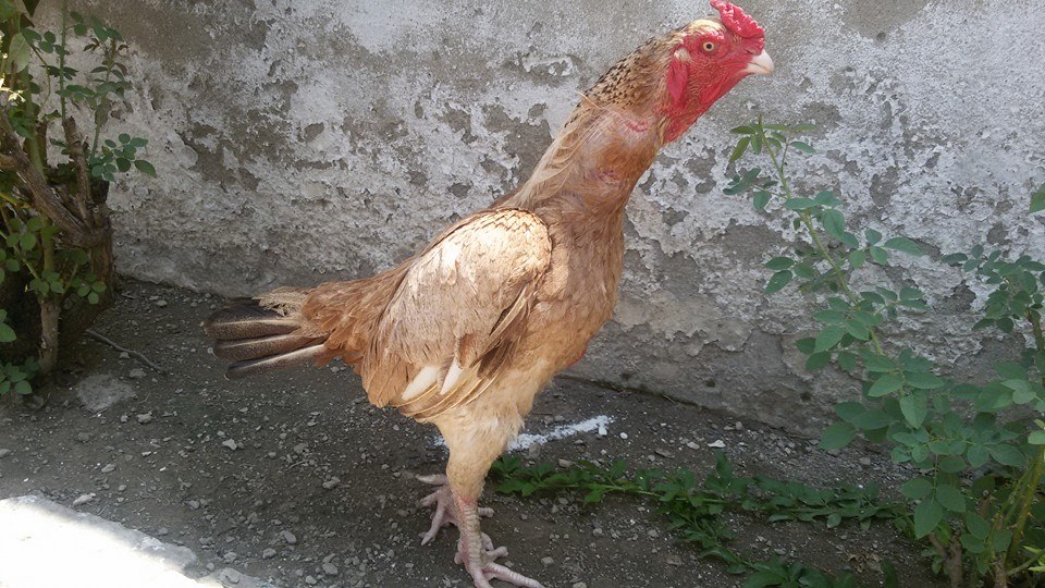 pakistani Aseel/Asil Breed Chicken : 2016