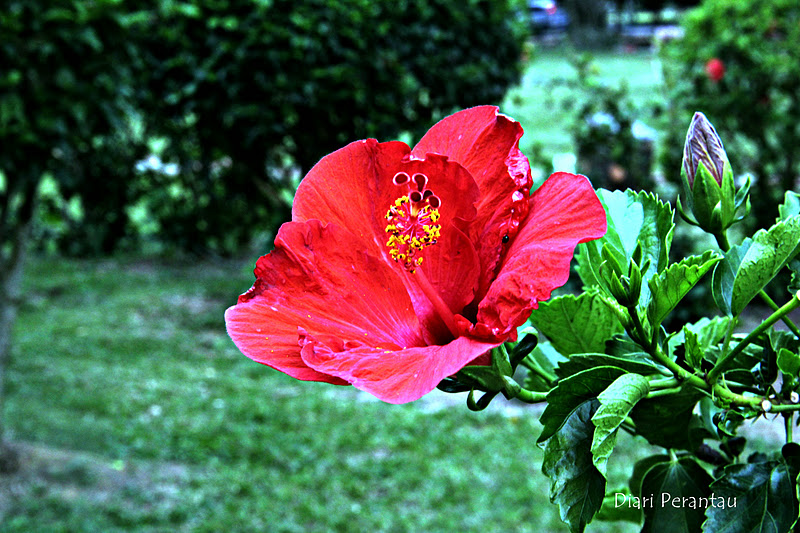 Lensa Foto Malaysia: Koleksi Bunga raya