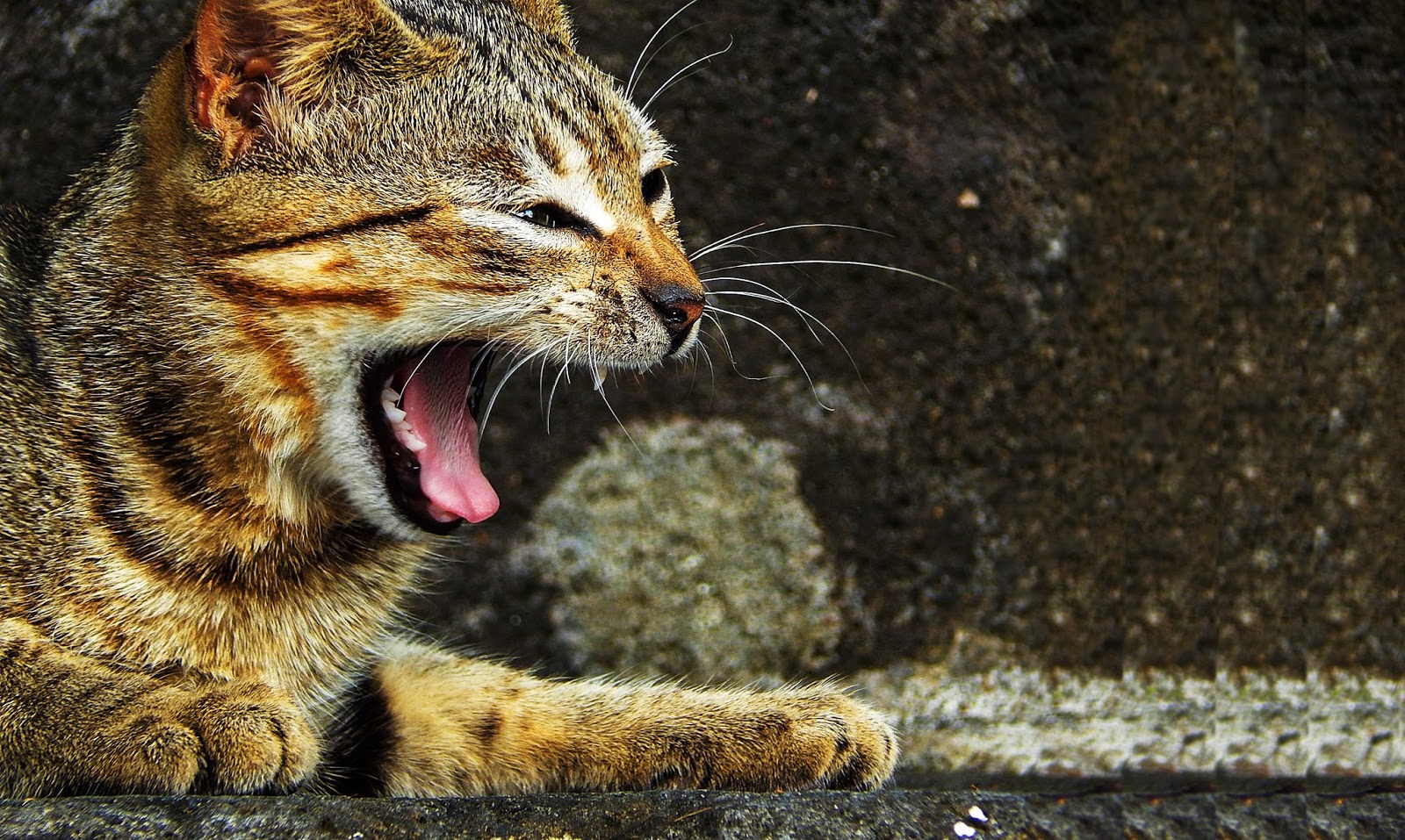 Inspirations~ The more you dream, the farther you get: Fierce cat