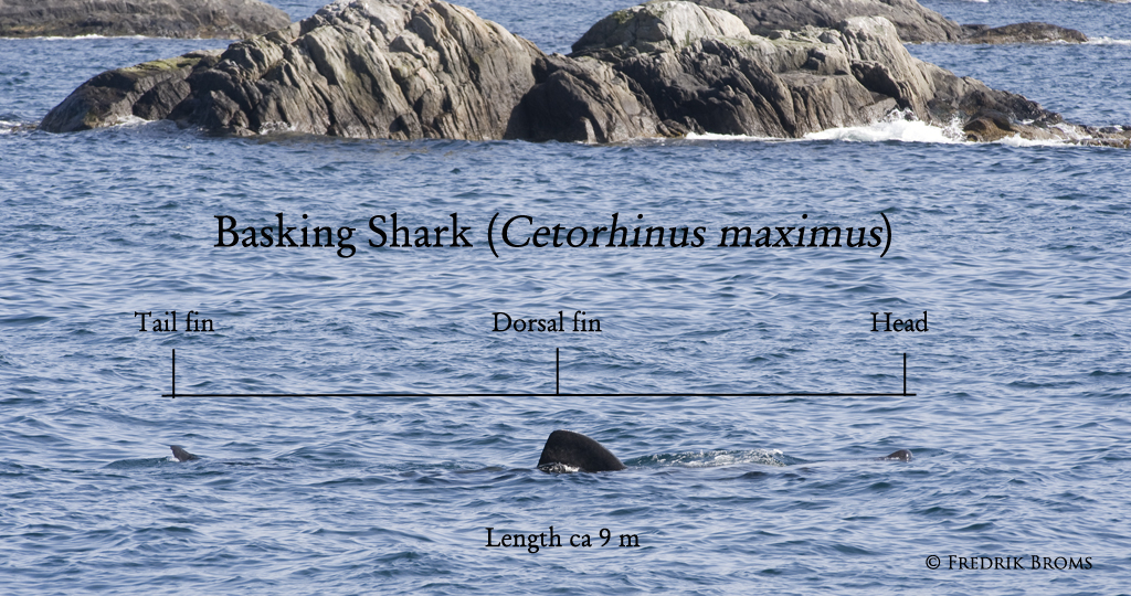 Northern Lights Photography: Basking Shark - Brugde