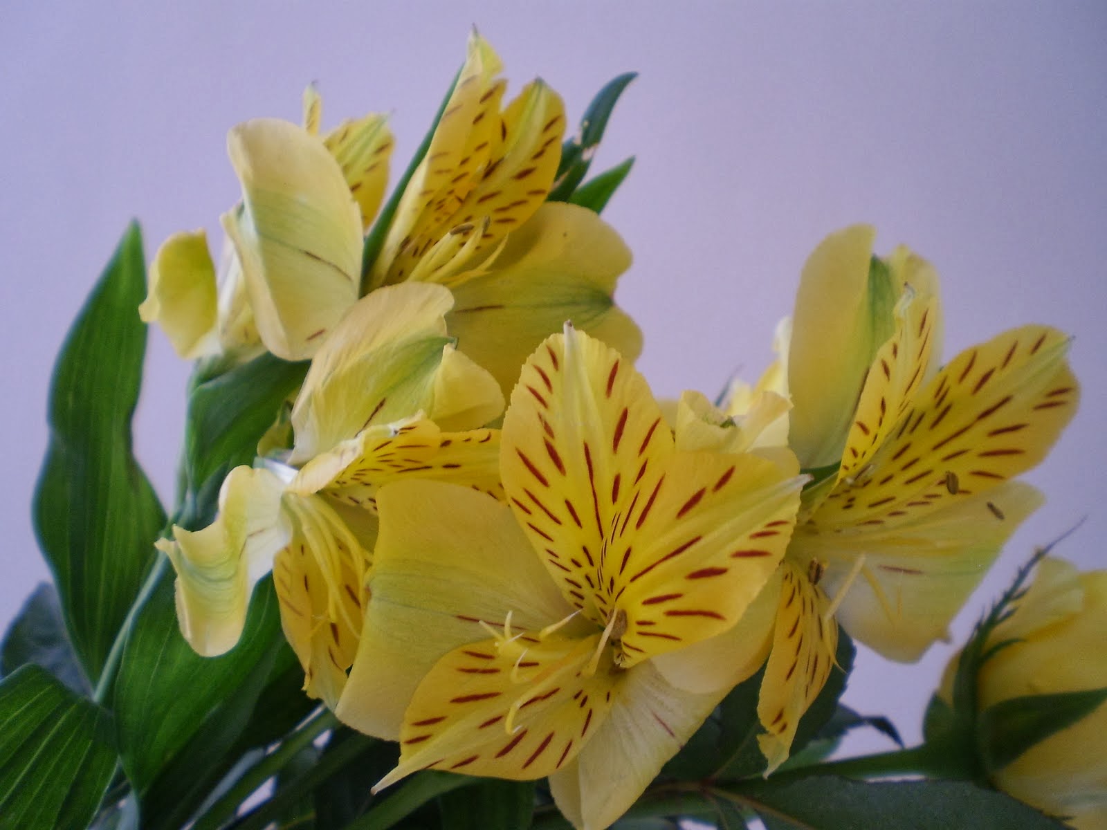 RW PAISAGISMO: FLORES: ASTROMÉLIA