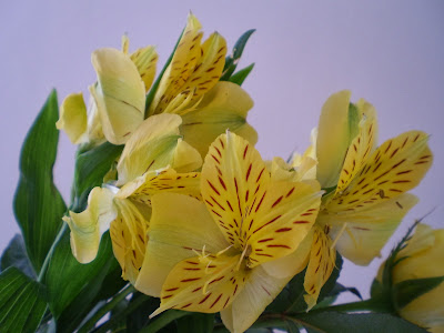 RW PAISAGISMO: FLORES: ASTROMÉLIA