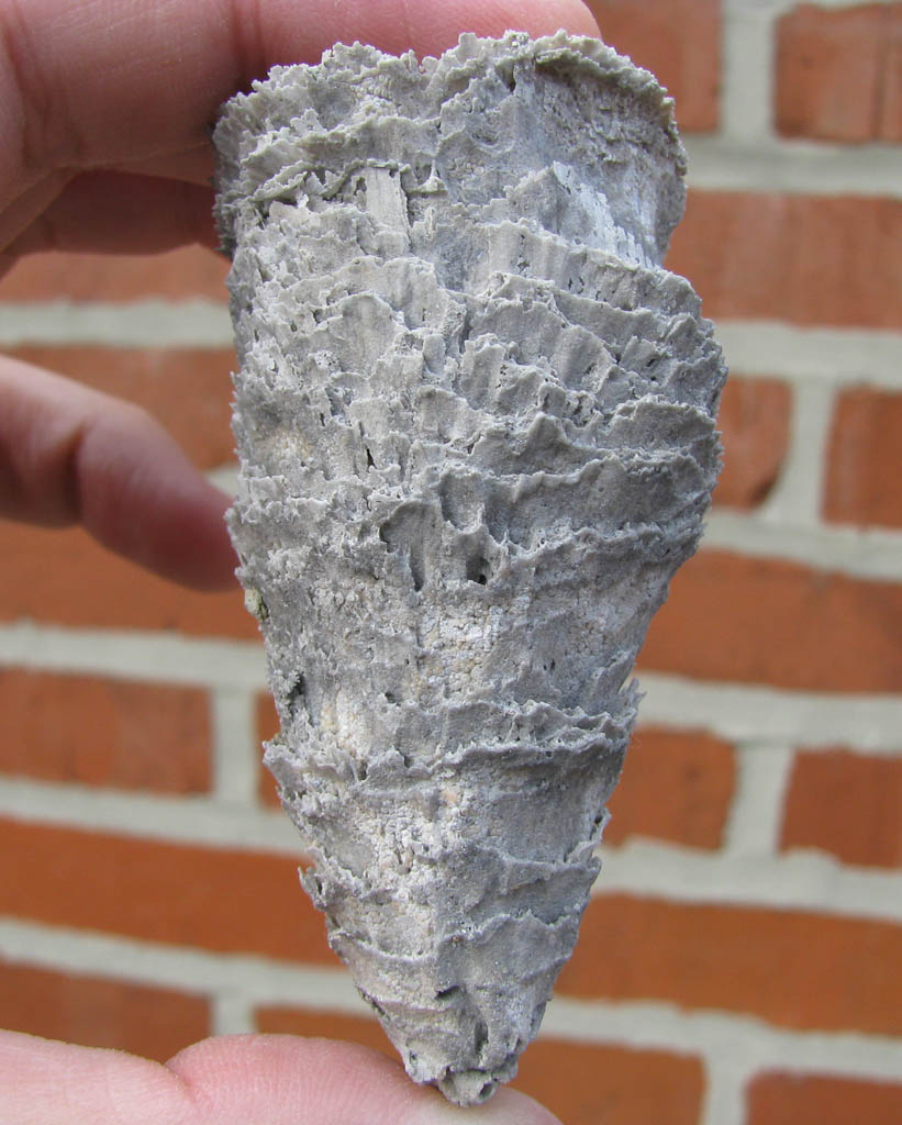 Views of the Mahantango: Beekite preserved fossils