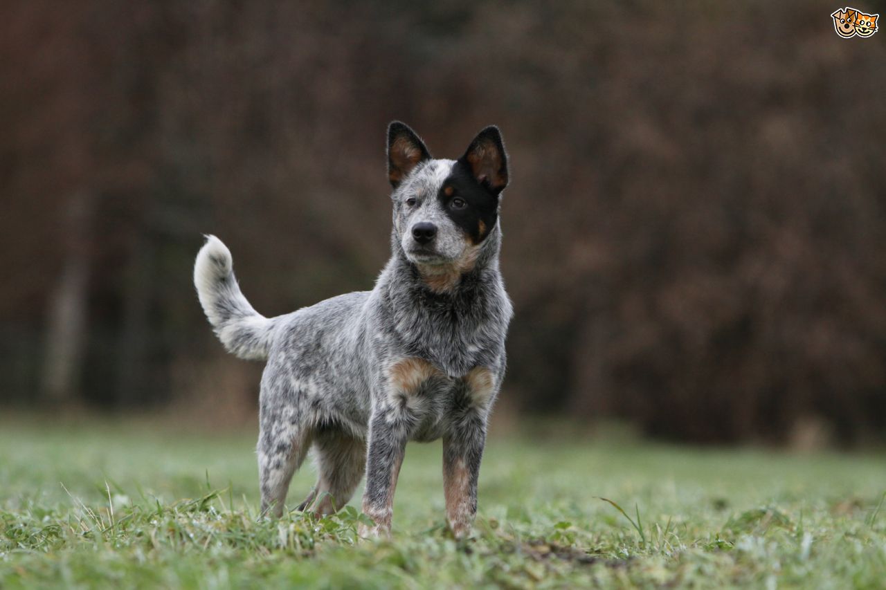 Liberty Lighthouse Journal: The Wonderful Herding Dog