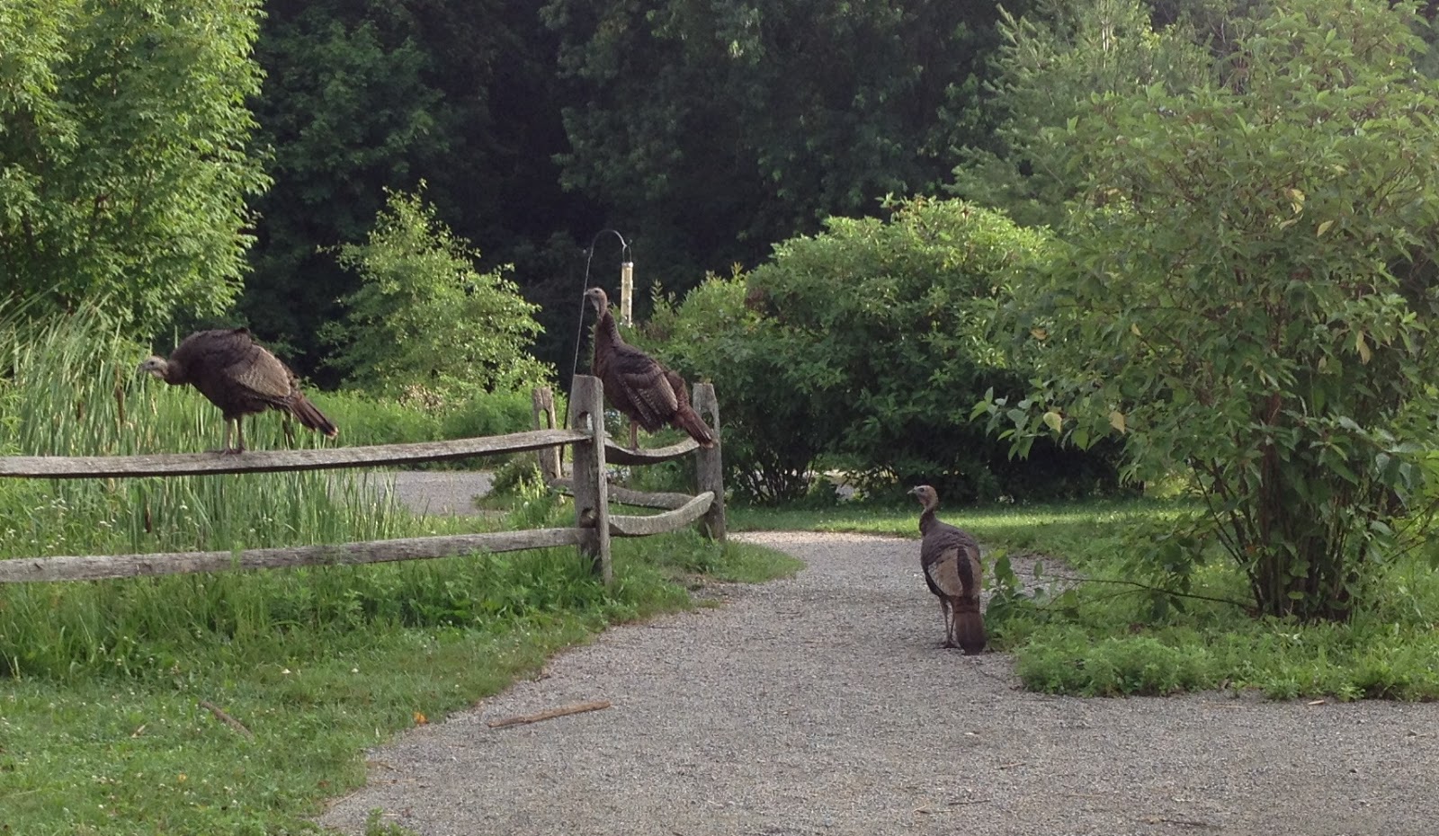 Baker's Boston: Episode 1 - Boston Nature Center and Wildlife Santuary