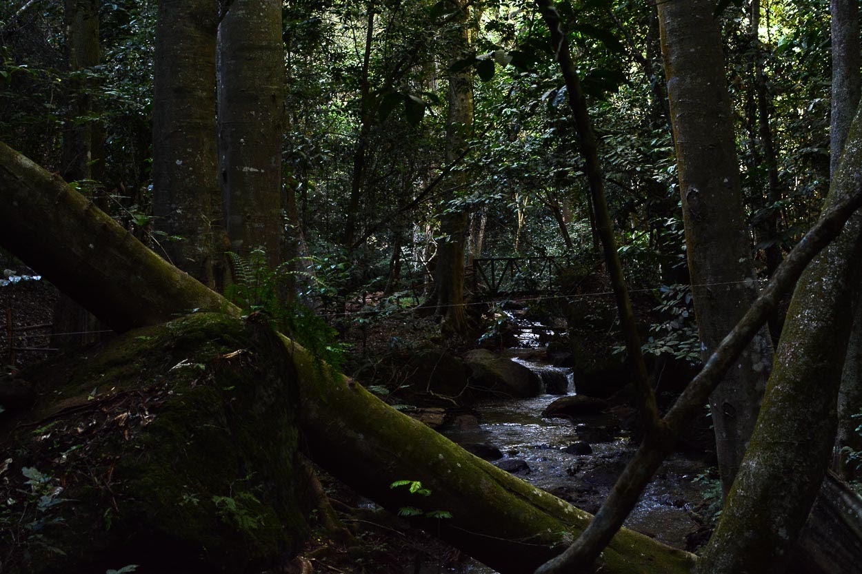 Mwaniki Daudi: Karura Forest Visit