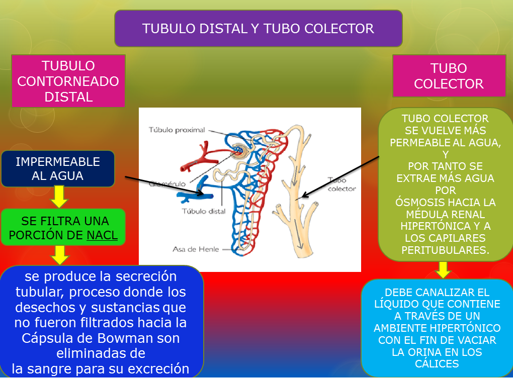 FISIOLOGIA: TUBULO CONTORNEADO PROXIMAL Y TUBULO DISTAL, TUBO COLECTOR