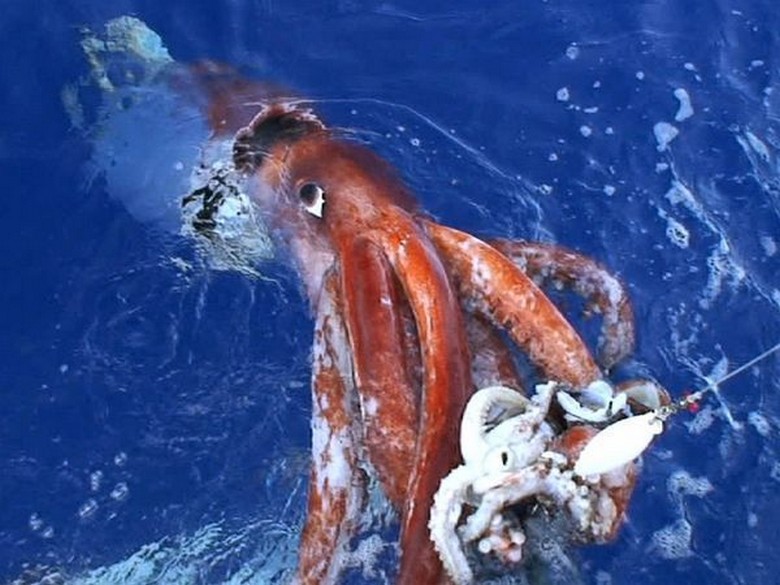 Promachoteuthis Sulcus Hoax