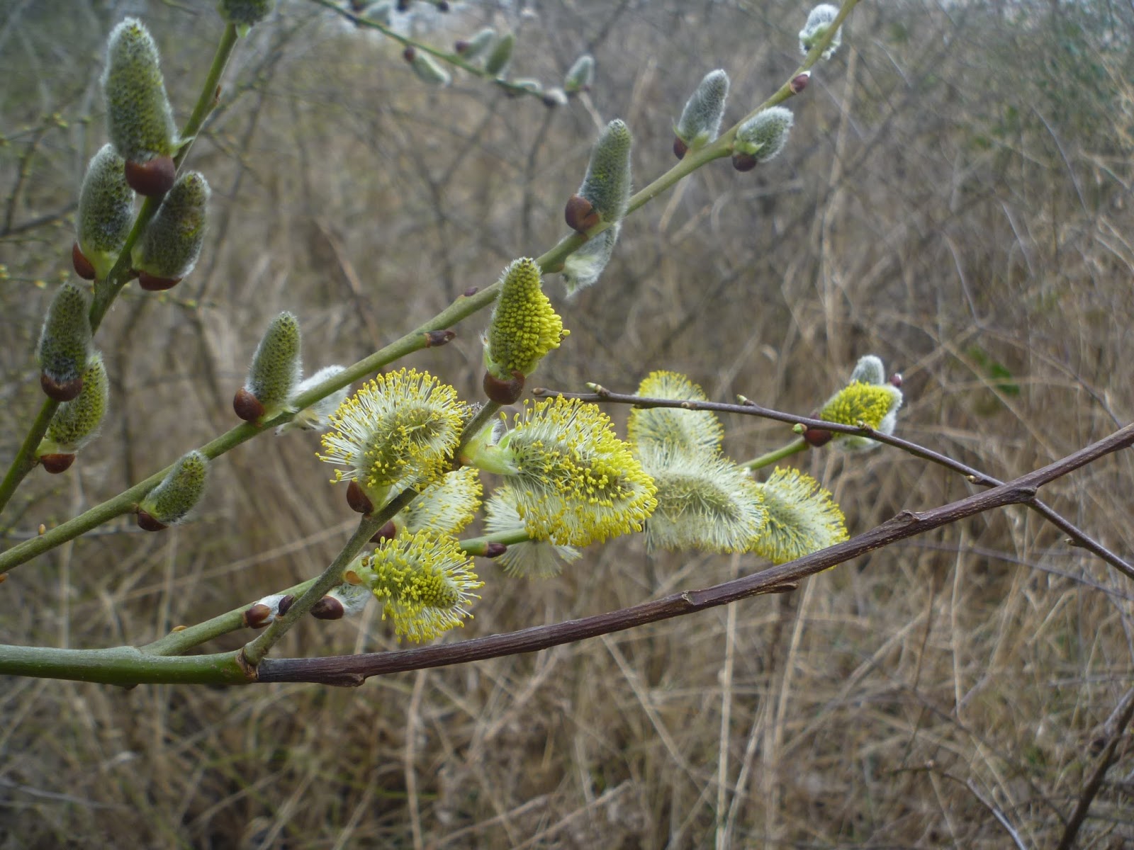 Crafty Green Poet: Catkins