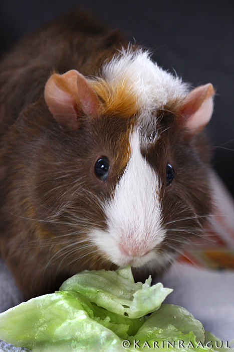 Karin Raagul fotoblogi: Lemmiklooma aeg!