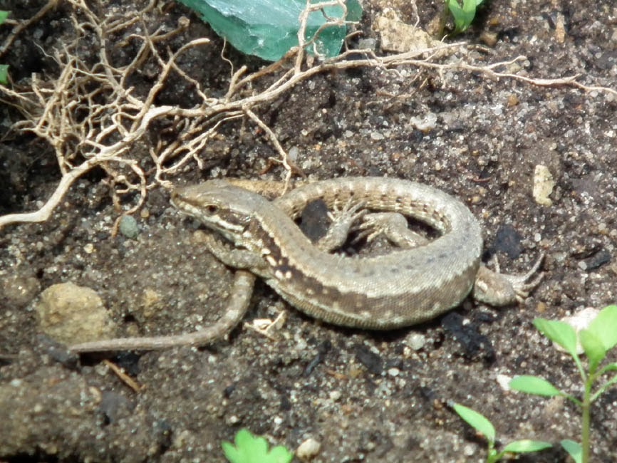 Loire Valley Nature: European Wall Lizard - Podarcis muralis
