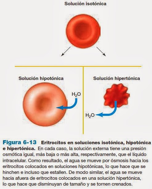 Resumen Tonicidad 24/09/13 ~ BLOG DE FISIOLOGÍA BASICA