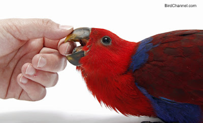Parrot Biting