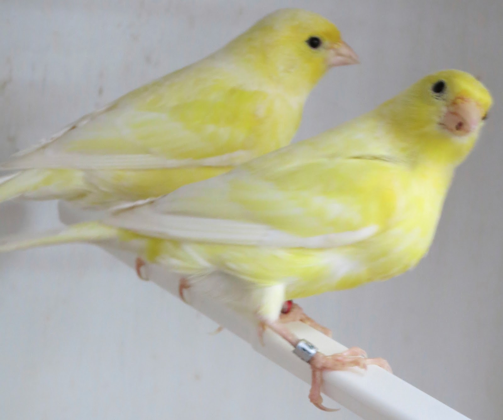 Canary Tales: Ever Have Bird Fever?