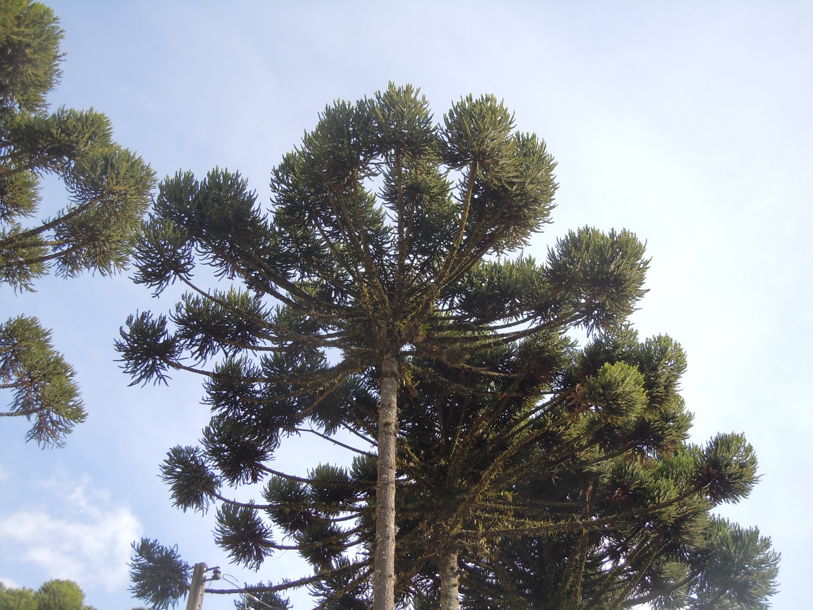DIÁRIO COM A NATUREZA: 29 DE MAIO - PINHÃO - PINHA - FRUTO - SEMENTE