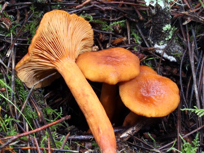 Lăptuca caramel (Lactarius rubidus) | Ciupercomania, totul, cu si ...