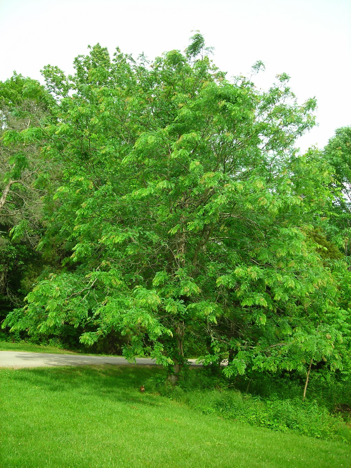 Kentucky Gardening Blog: Honey Locust Tree and Mega Fauna