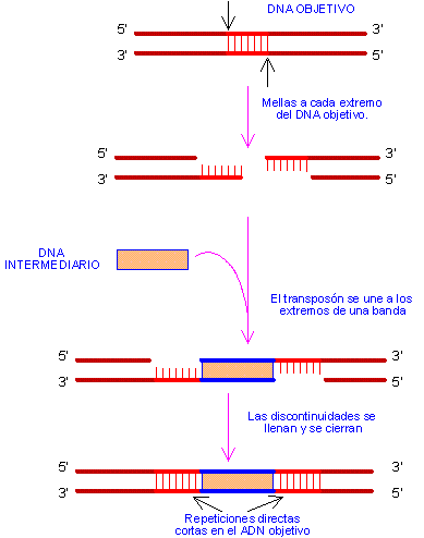elguerrerodetamacuaro: RESUMEN DE LA TRANSPOSICION