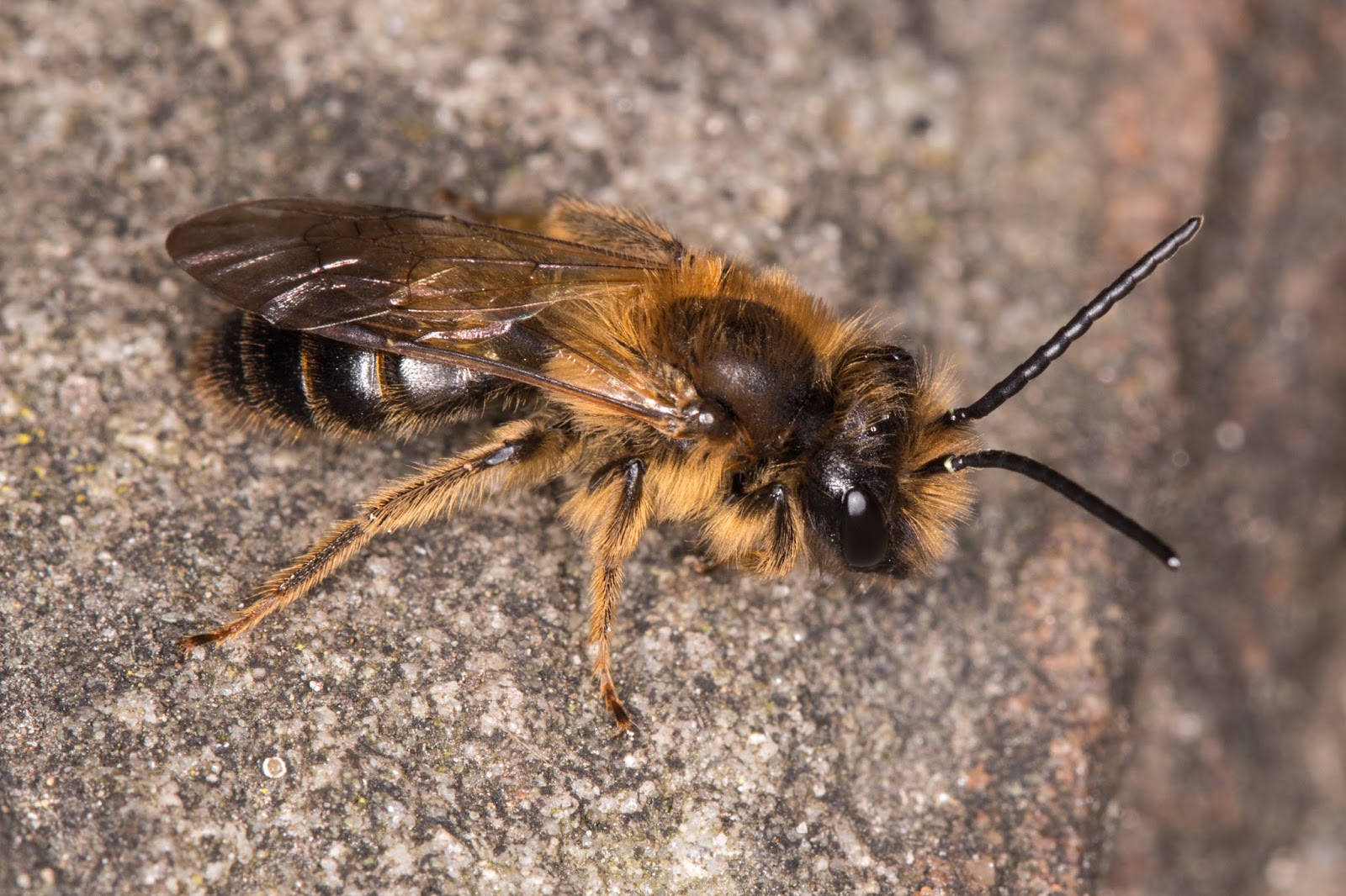 TrogTrogBlog: Andrena scotica