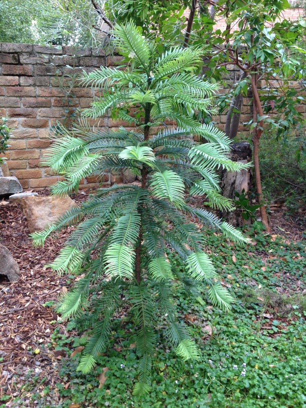 Huon View: Ancient pines