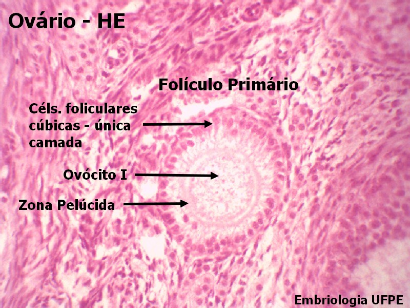 Embriologia UFPE: Ovogênese