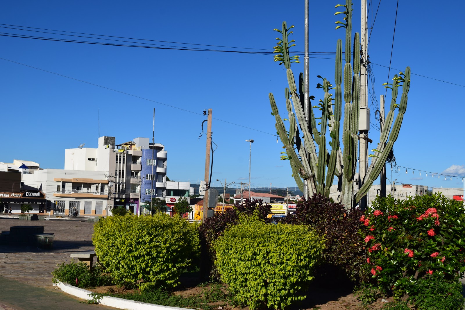 AS BELEZAS DO JARDIM DO CENTRO ADMINISTRATIVO DE GUANAMBI