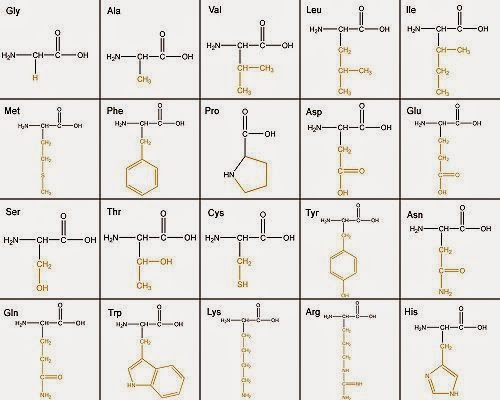 Biologija u nastavi: Aminokiseline