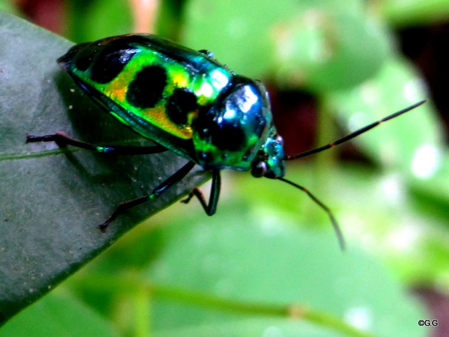 Nature Wonders Gershonized: Papua New Guinea collection of insects 9_2011