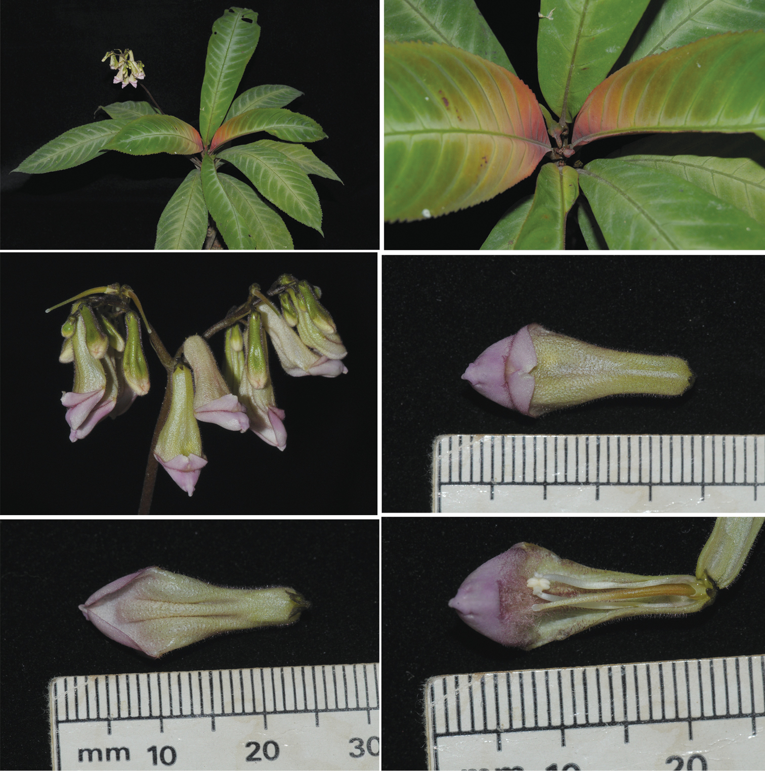 Species New to Science: [Botany • 2012] Codonoboea personatiflora • a ...