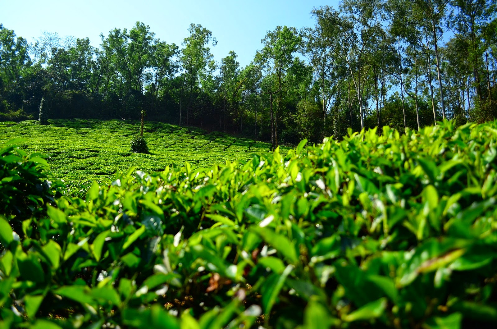 Sharath Hassan A Travelling Photographer: Samse Tea Estate near ...