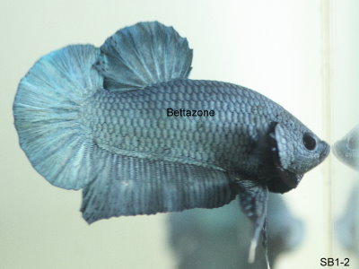 Bettazone: Betta of the week : Steel blue