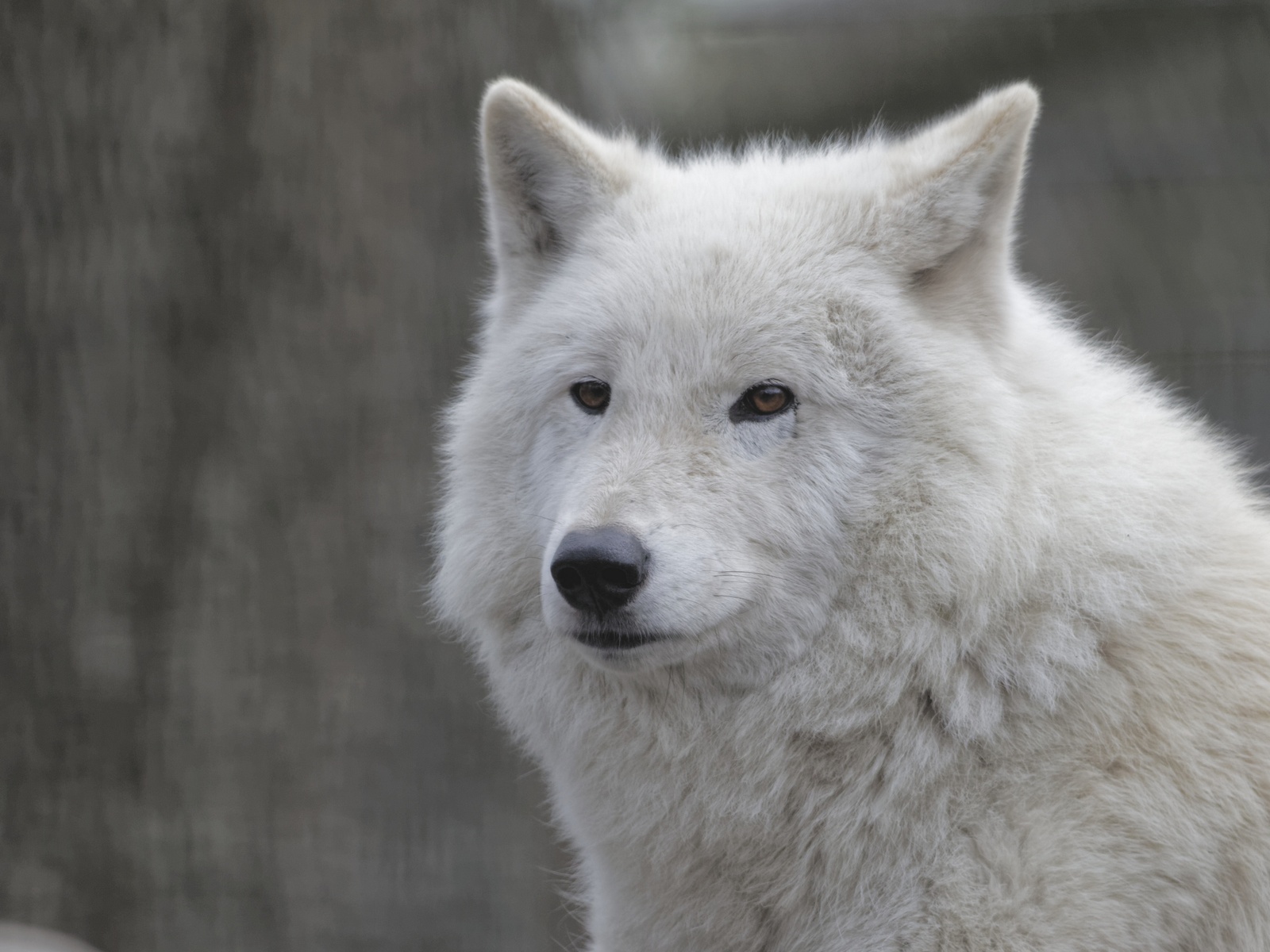 Fotografías de feroces lobos en campo natural