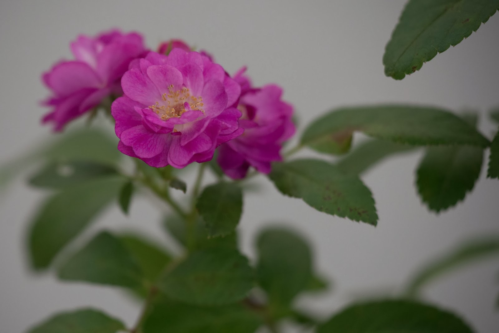 Flower Gallery: Rose Gallery - Baby Faurax バラ・ギャラリー ベビー・フォーラックス