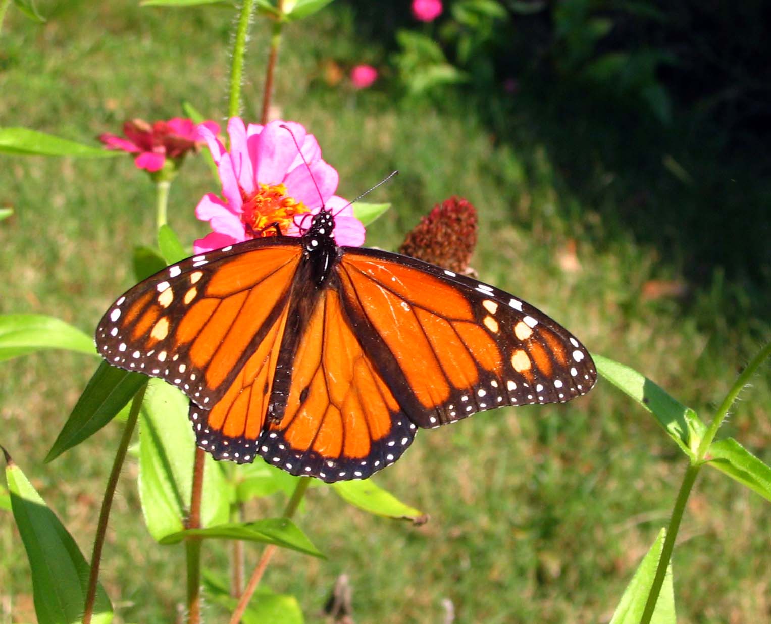 Living Life On Main Street: Flutter by, butterfly!