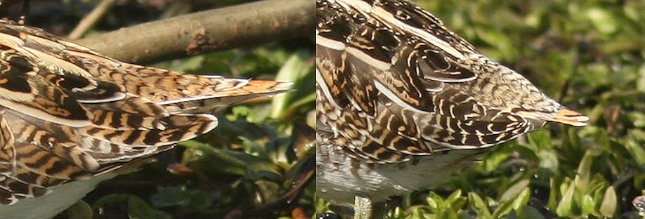 Birding Newfoundland with Dave Brown: A Discussion of Common Snipe vs ...